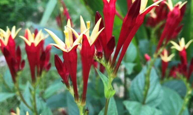 Mark Cullen Official Site